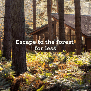 How to Build the Ultimate Forest Den
