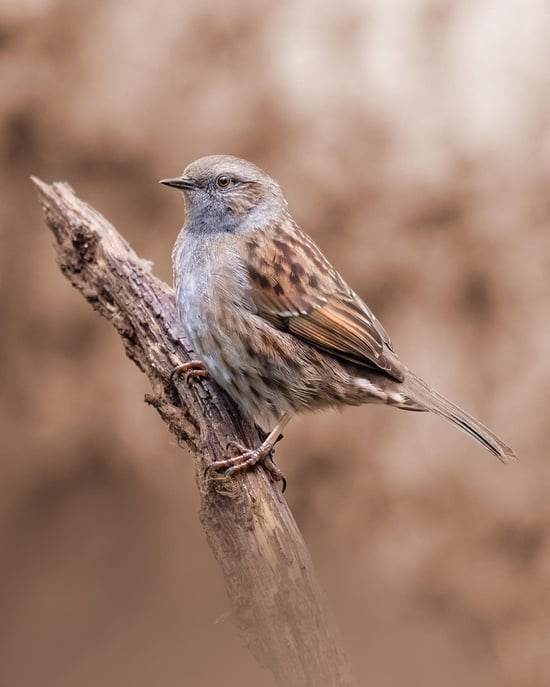 Tune into the Get Birding Podcast | Forest Holidays