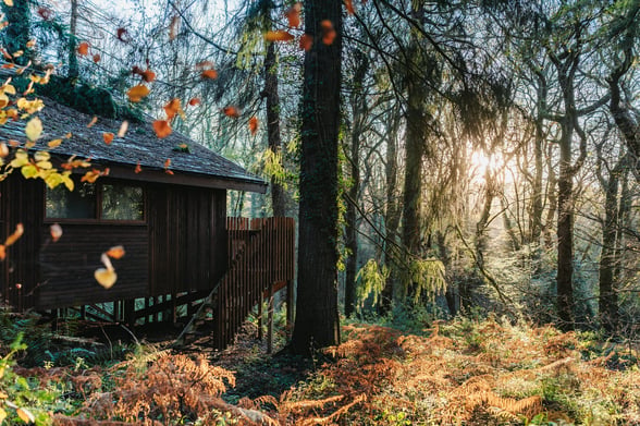 Forest Holidays UK | Cabins & Lodge Holidays