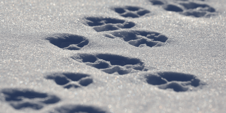 Animal Tracks Identification Snow