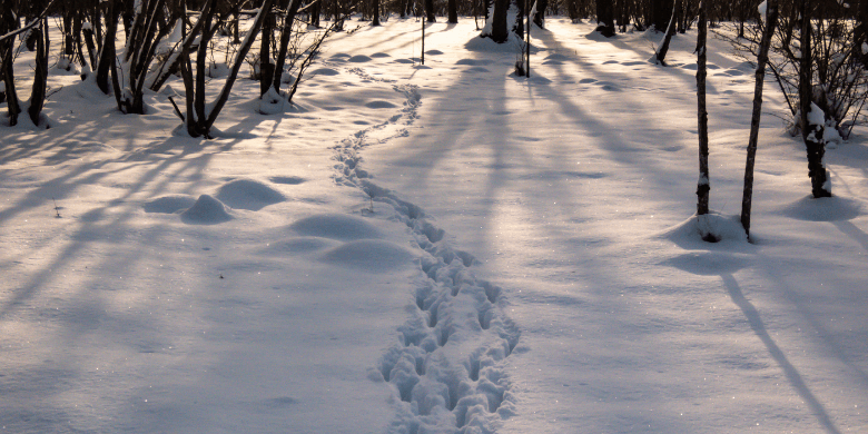 deer tracks uk