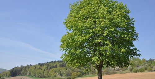 deciduous tree uk