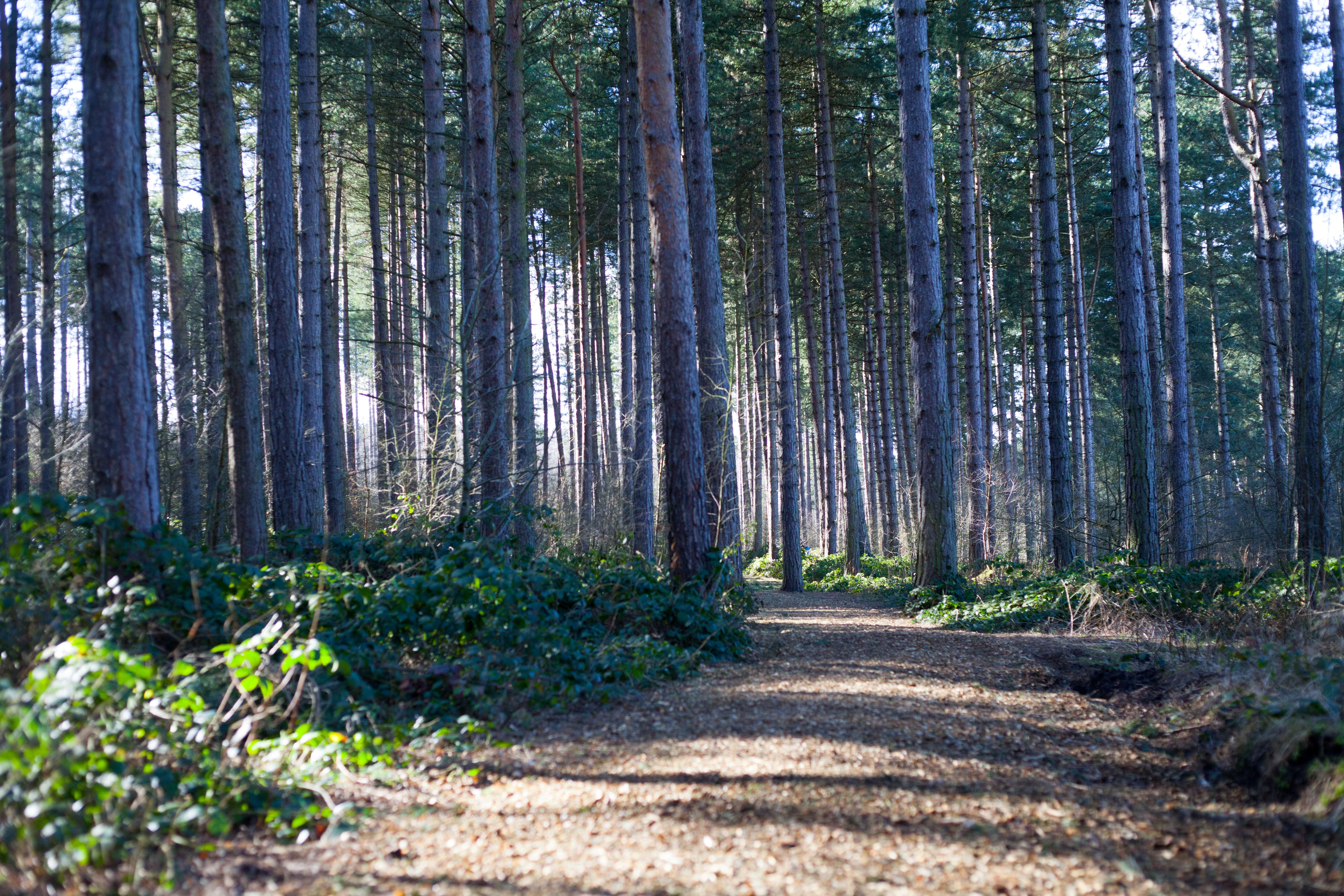 pine forest nottingham