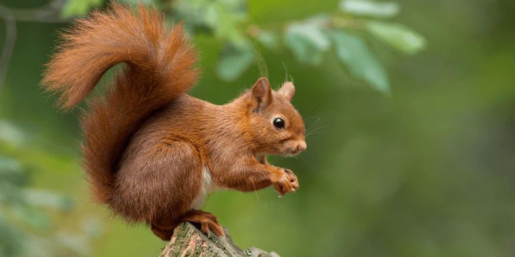 forest animal examples