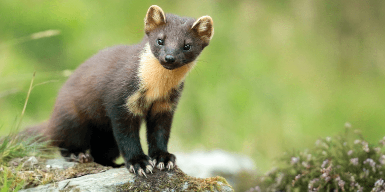 deciduous forest animals uk